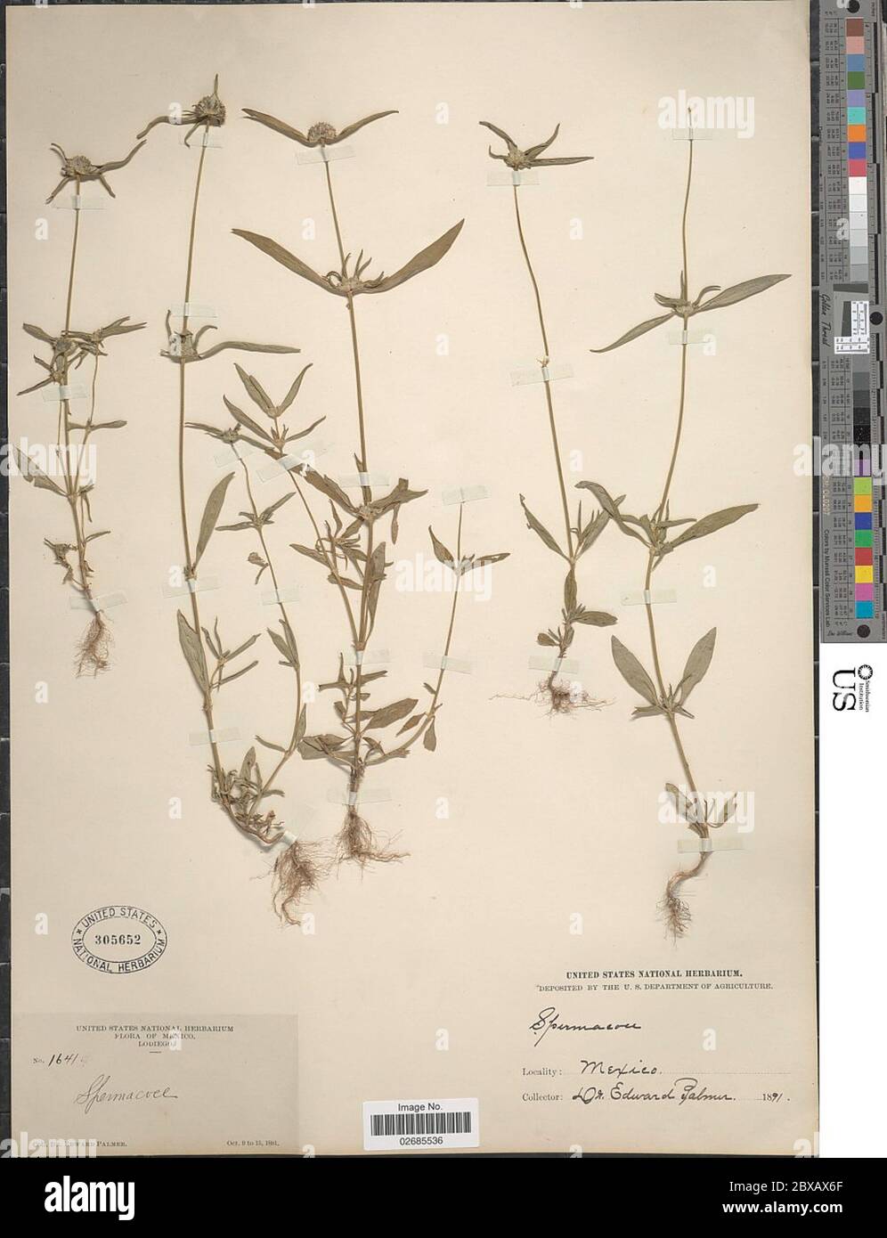 Borreria densiflora Borreria densiflora Stock Photo - Alamy