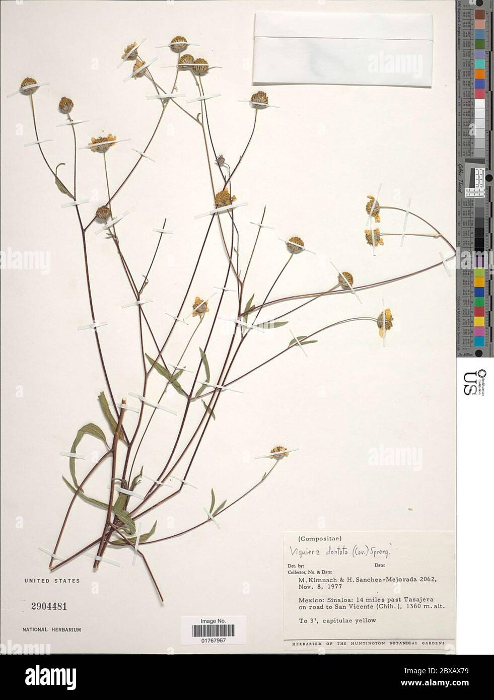 Viguiera dentata hi-res stock photography and images - Alamy