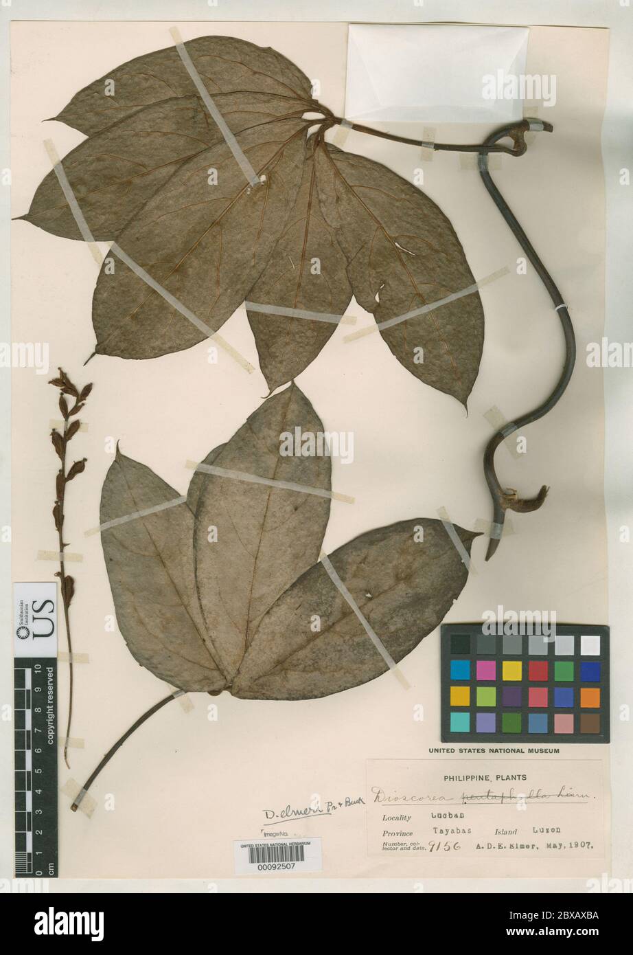 Dioscorea elmeri Prain Burkill Dioscorea elmeri Prain Burkill Stock ...