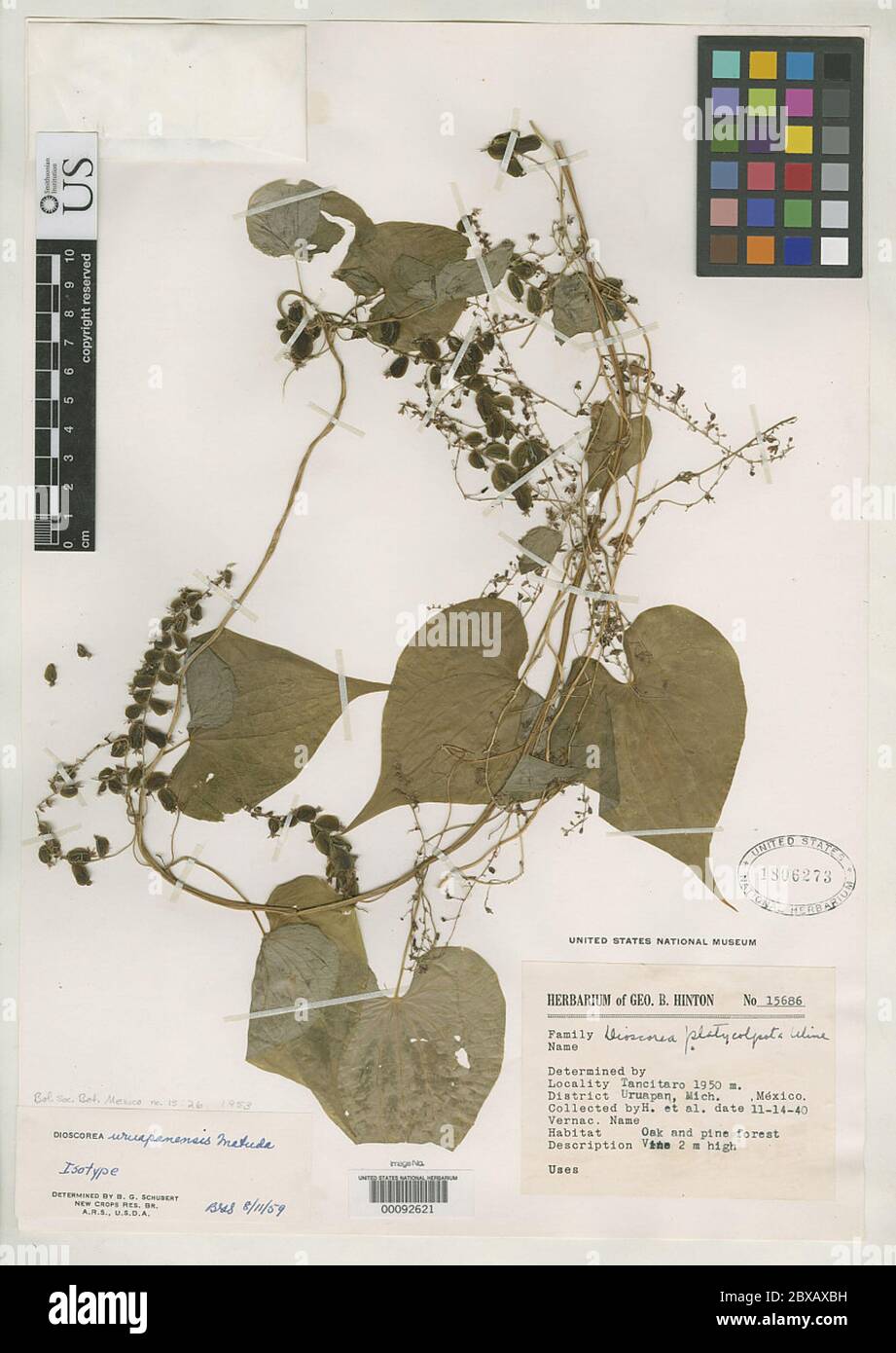 Matuda hi-res stock photography and images - Alamy