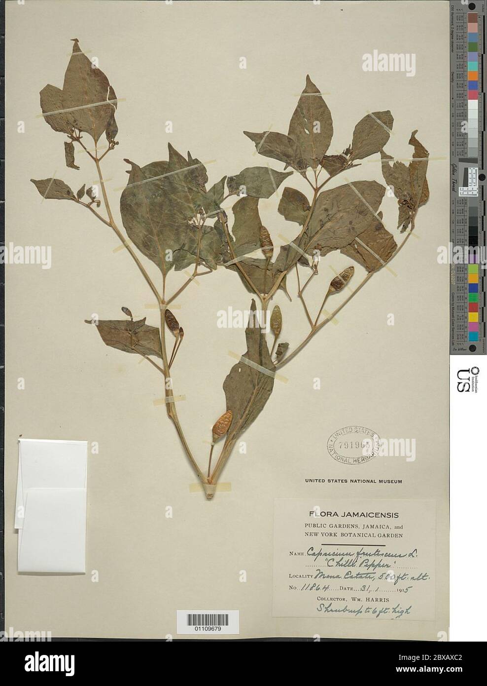 Capsicum frutescens L Capsicum frutescens L Stock Photo - Alamy