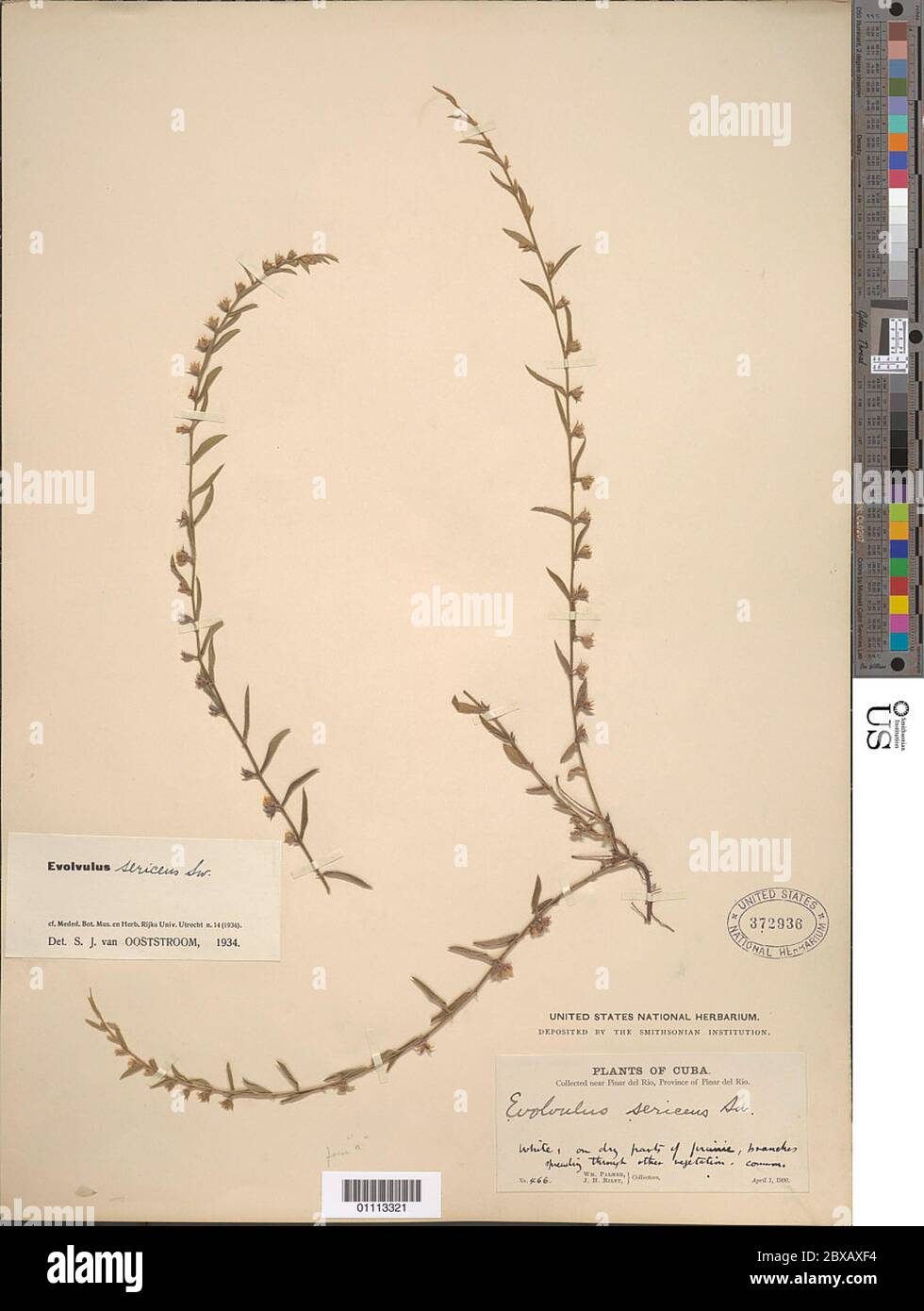 Evolvulus sericeus Sw Evolvulus sericeus Sw Stock Photo - Alamy