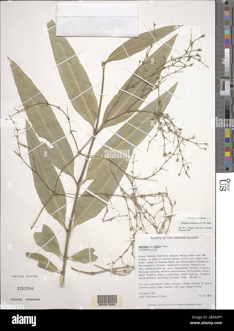 Schiedea hi-res stock photography and images - Alamy