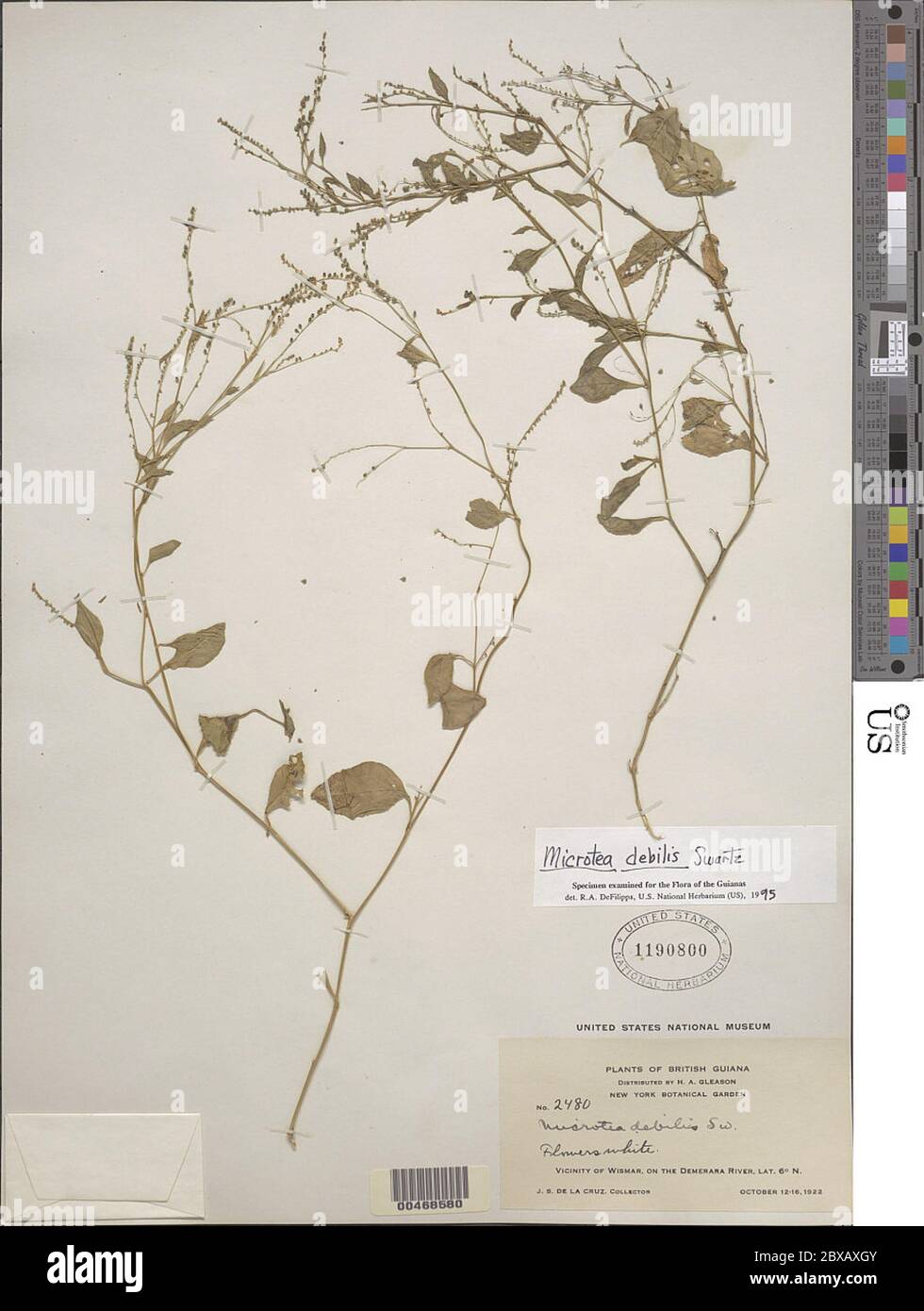 Microtea debilis Sw Microtea debilis Sw Stock Photo - Alamy