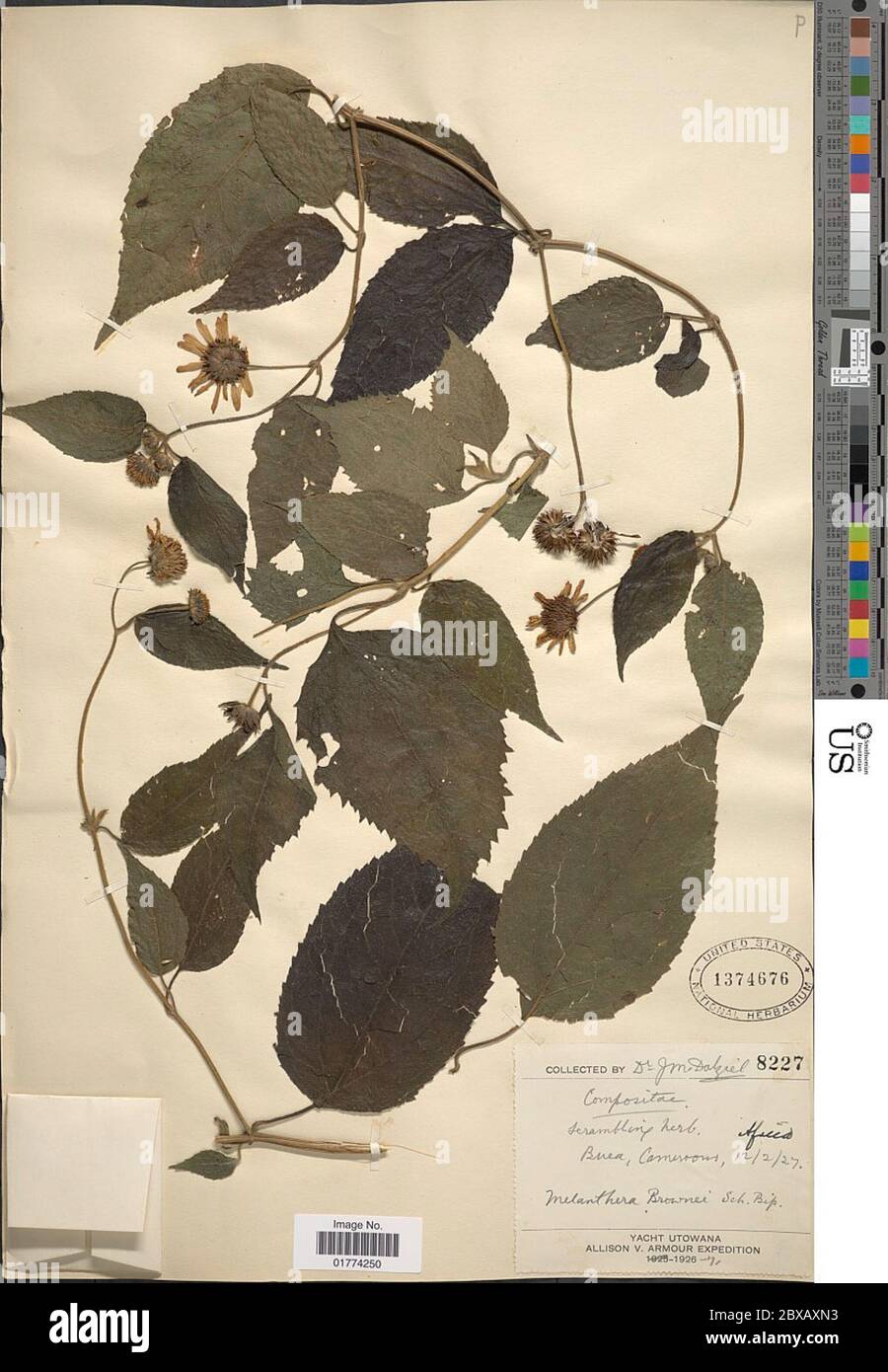 Melanthera hi-res stock photography and images - Alamy