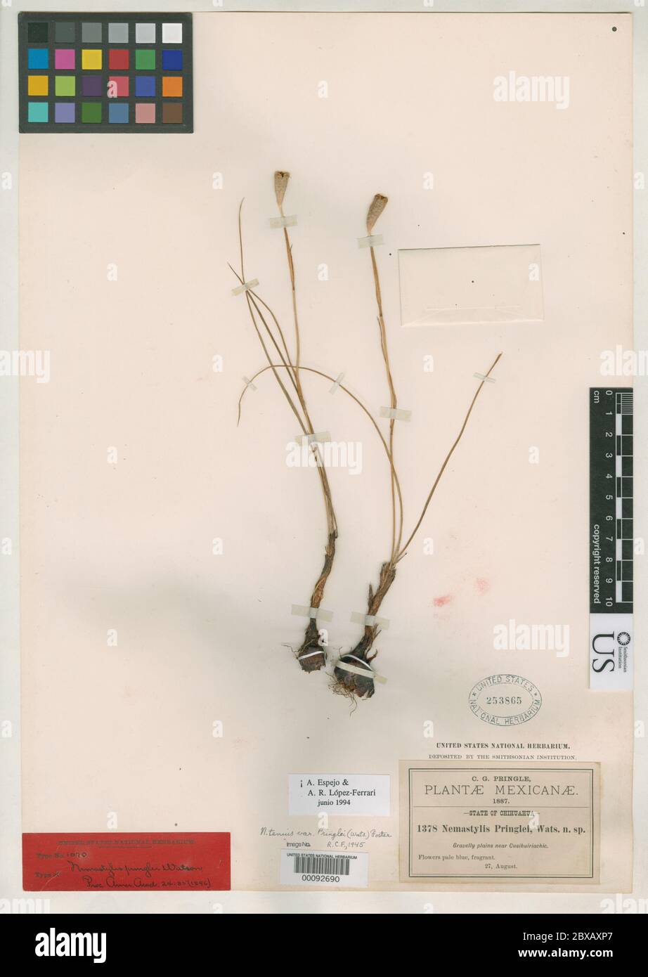 Nemastylis hi-res stock photography and images - Alamy