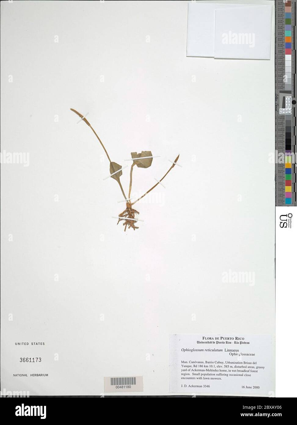 Ophioglossum reticulatum L Ophioglossum reticulatum L Stock Photo - Alamy