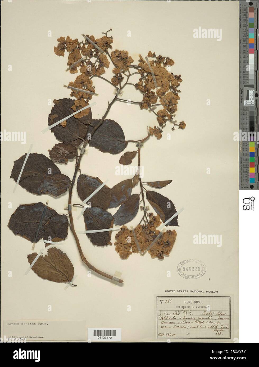 Cordia dentata hi-res stock photography and images - Alamy