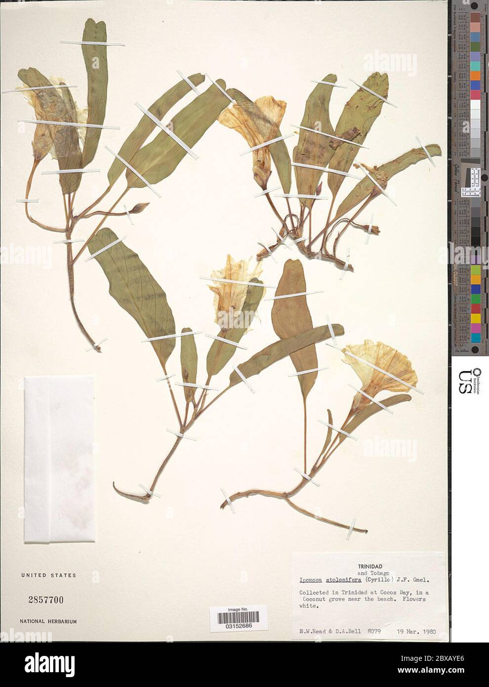 Imperati hi-res stock photography and images - Alamy