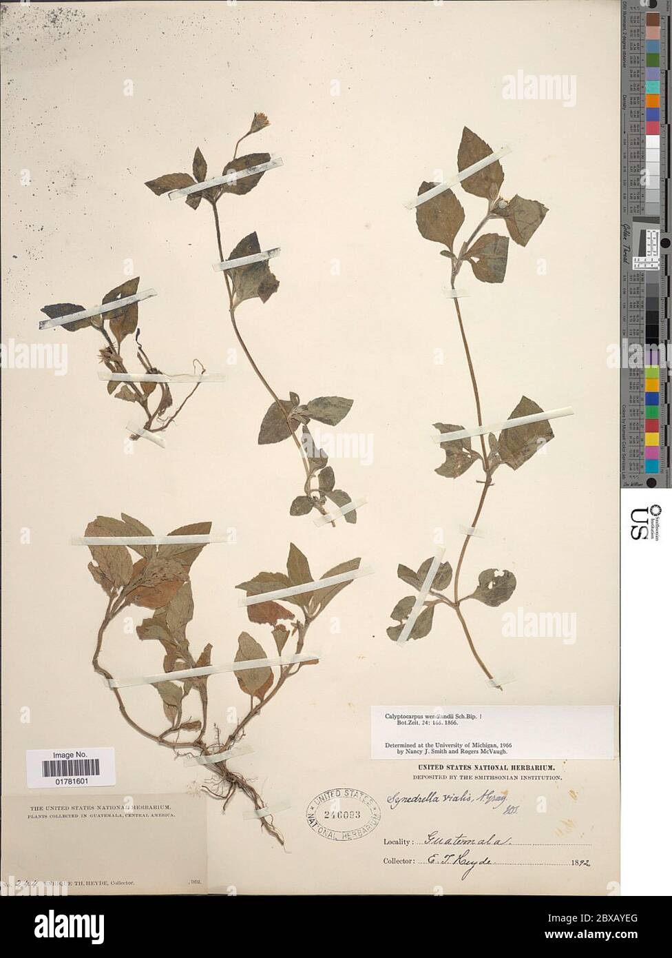 Wendlandii hi-res stock photography and images - Alamy