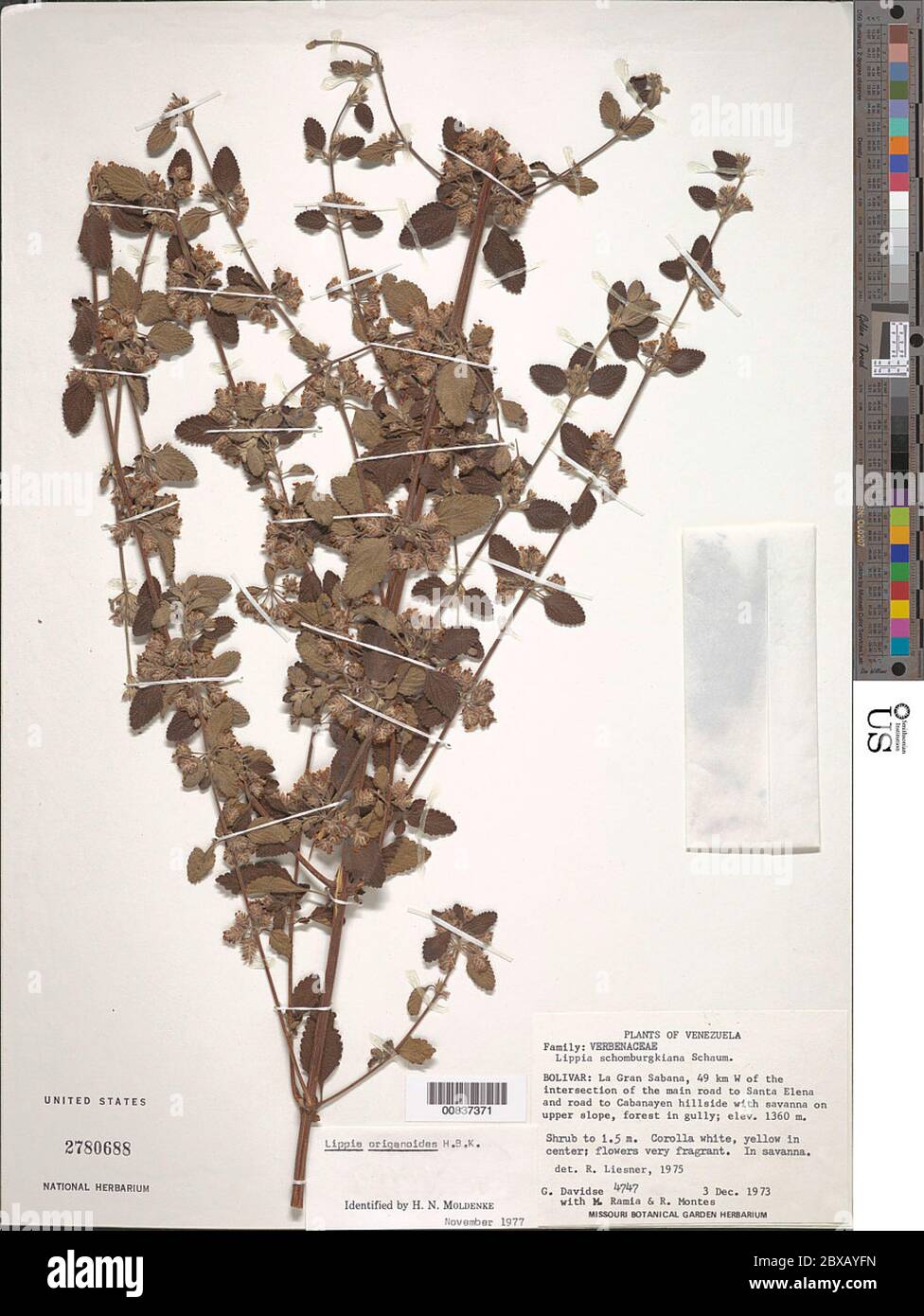 Lippia origanoides Kunth Lippia origanoides Kunth Stock Photo - Alamy