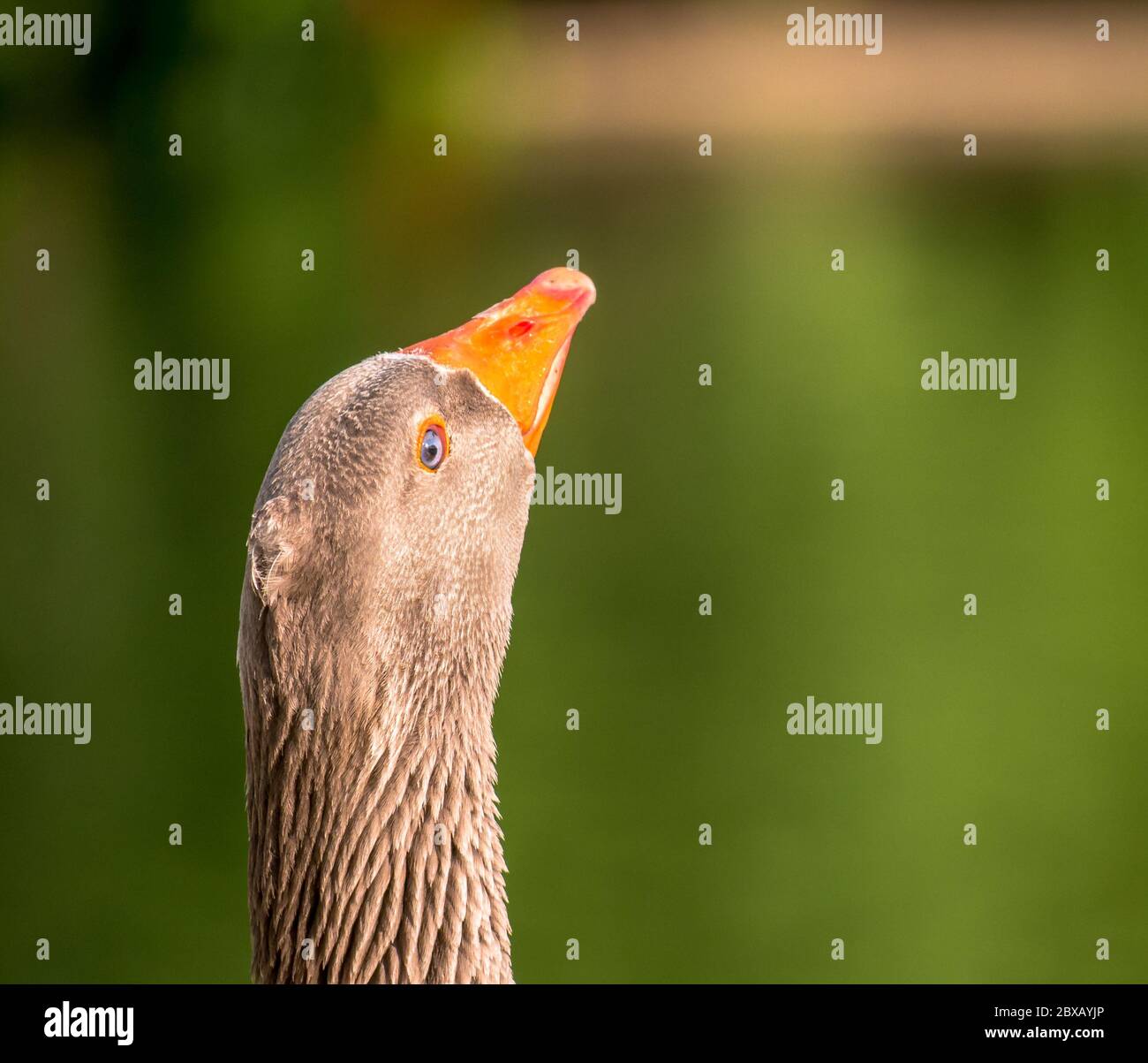 Oland goose hi-res stock photography and images - Alamy