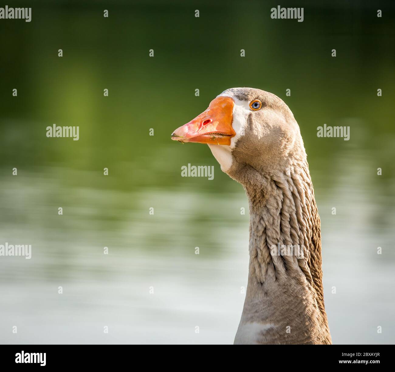Close up with a Goose bird. Portrait of a Öland goose Stock Photo - Alamy