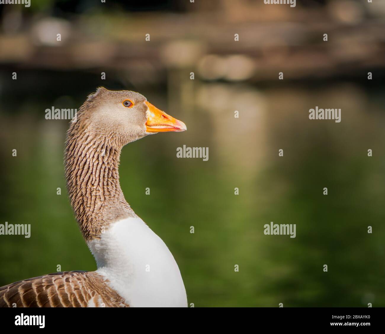 Oland goose hi-res stock photography and images - Alamy