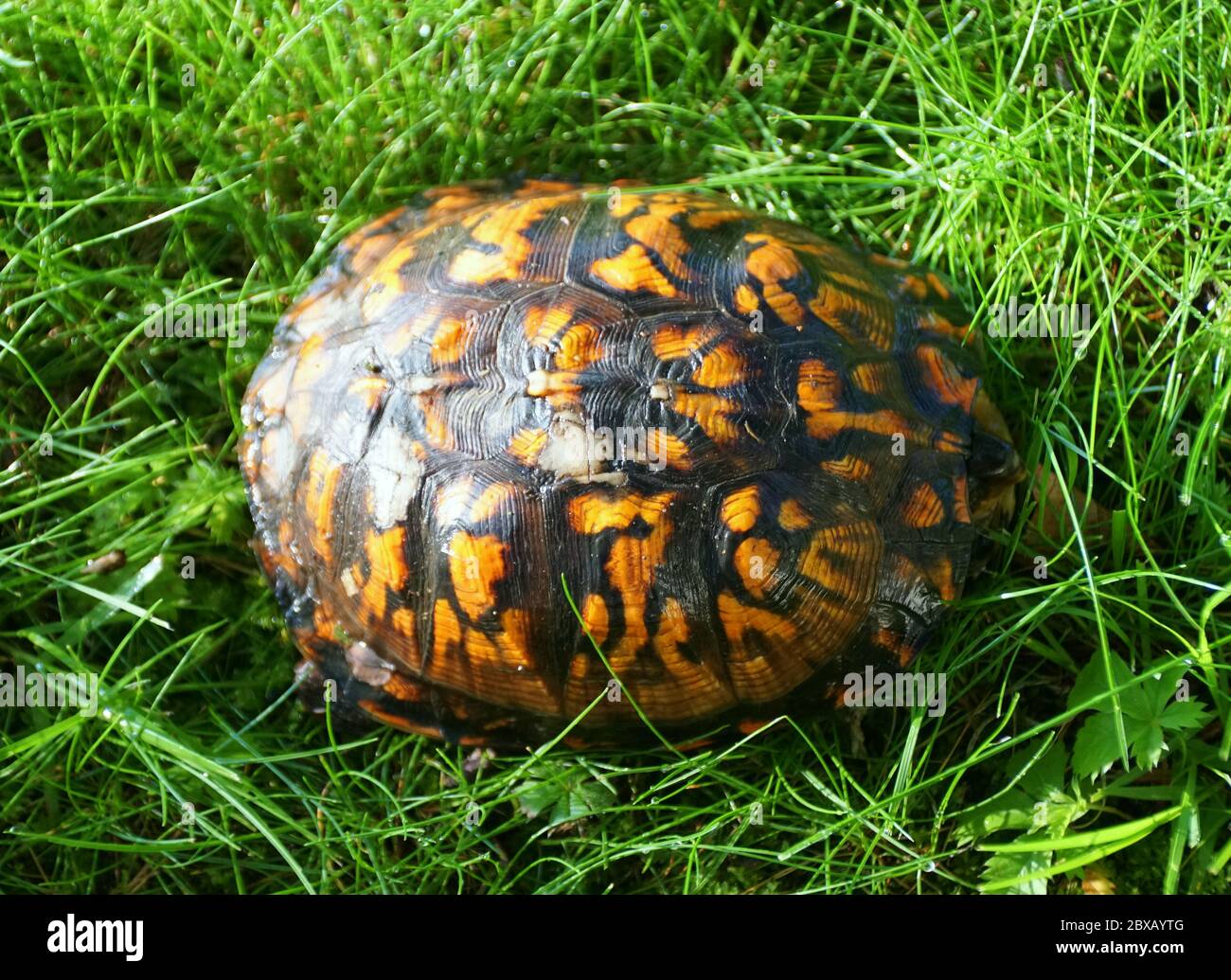 Golden color box turtle hiding its head on the grass Stock Photo - Alamy