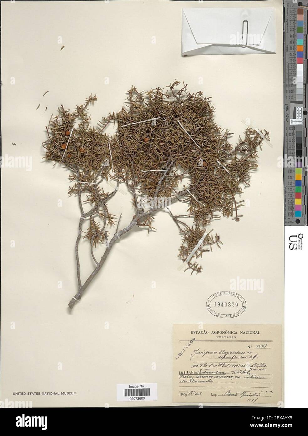 Juniperus oxycedrus L Juniperus oxycedrus L Stock Photo - Alamy