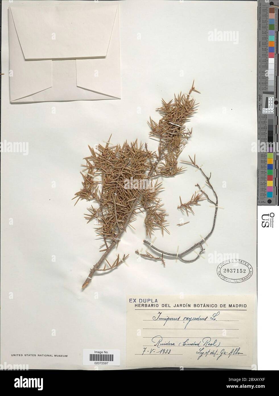 Juniperus oxycedrus L Juniperus oxycedrus L Stock Photo - Alamy