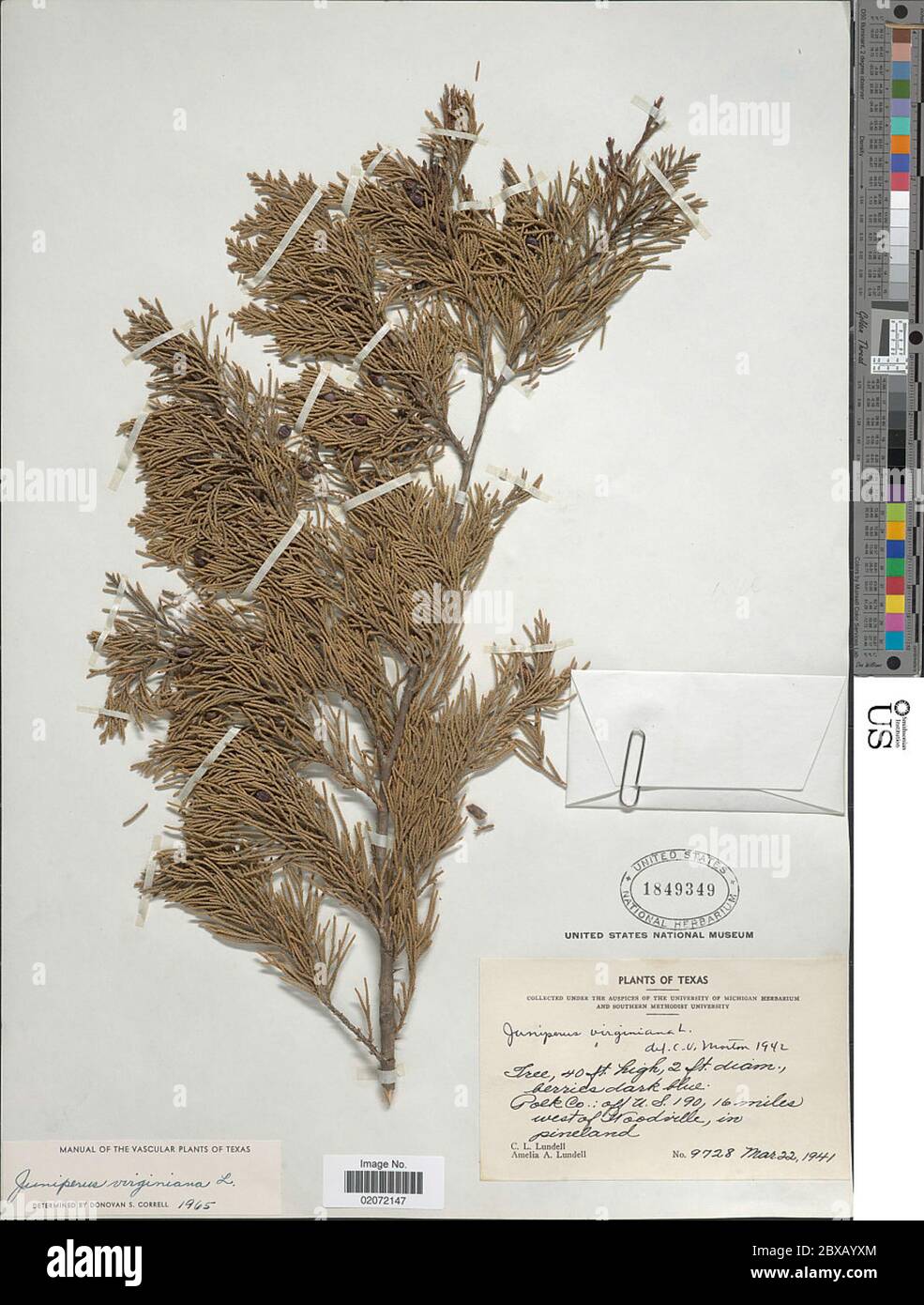 Juniperus virginiana L Juniperus virginiana L Stock Photo - Alamy