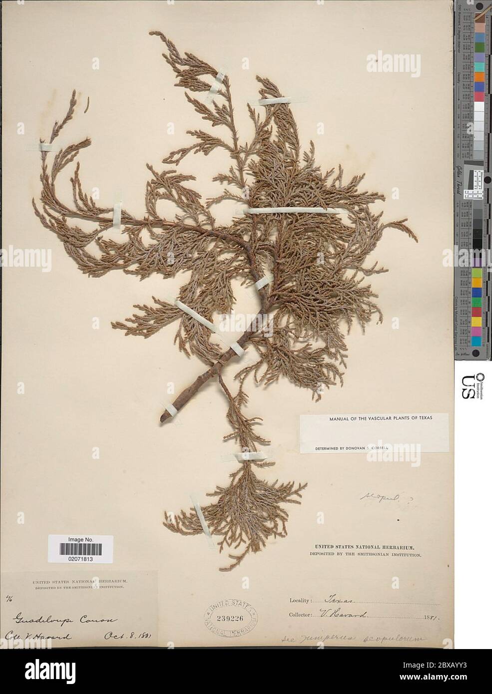 Juniperus scopulorum Sarg Juniperus scopulorum Sarg Stock Photo - Alamy