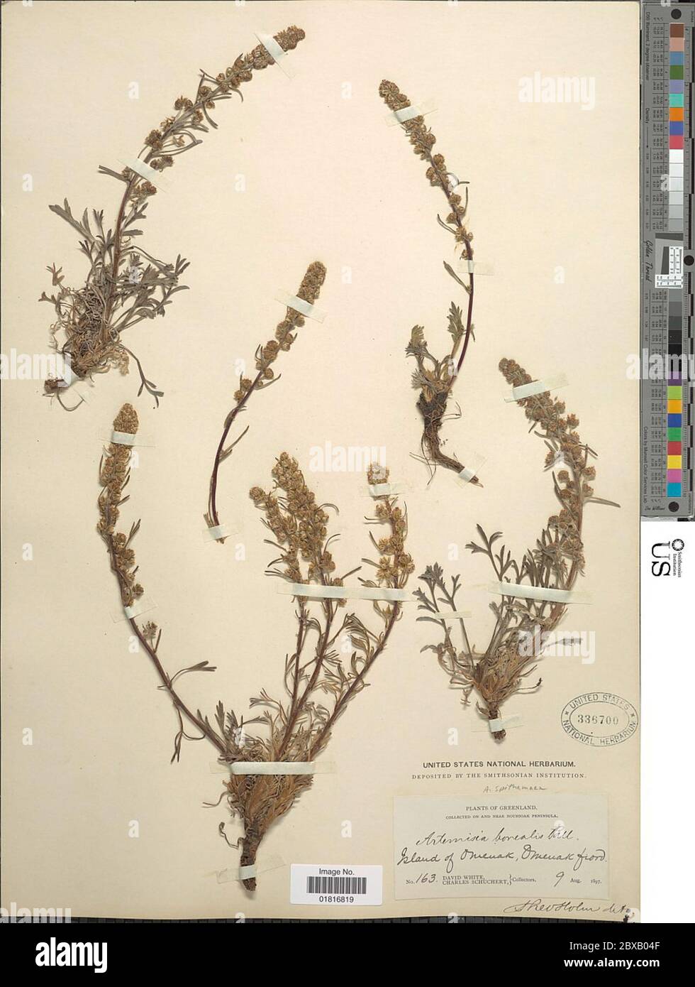 Artemisia spithamaea Pursh Artemisia spithamaea Pursh Stock Photo - Alamy