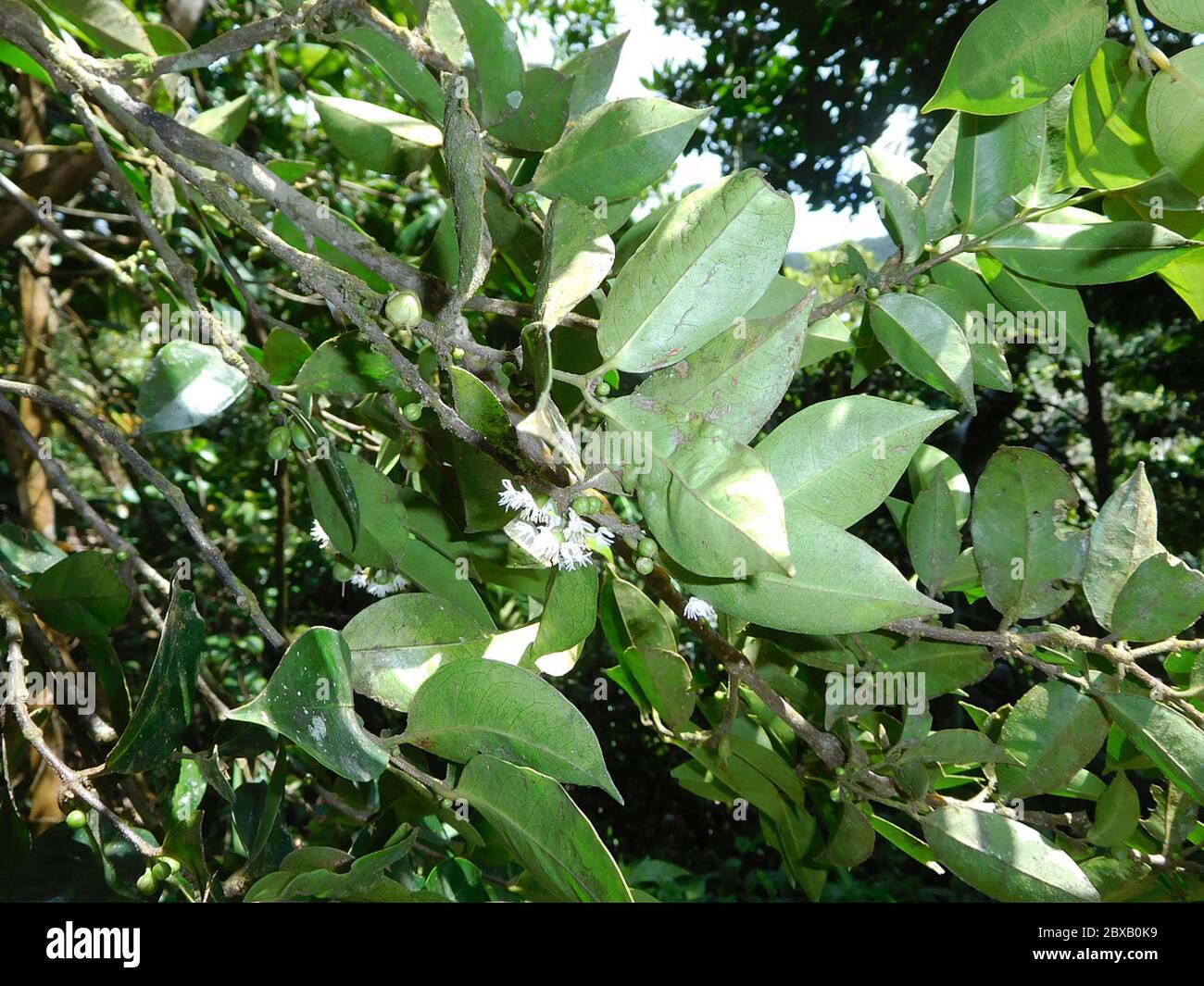 Plant genus classification hi-res stock photography and images - Alamy