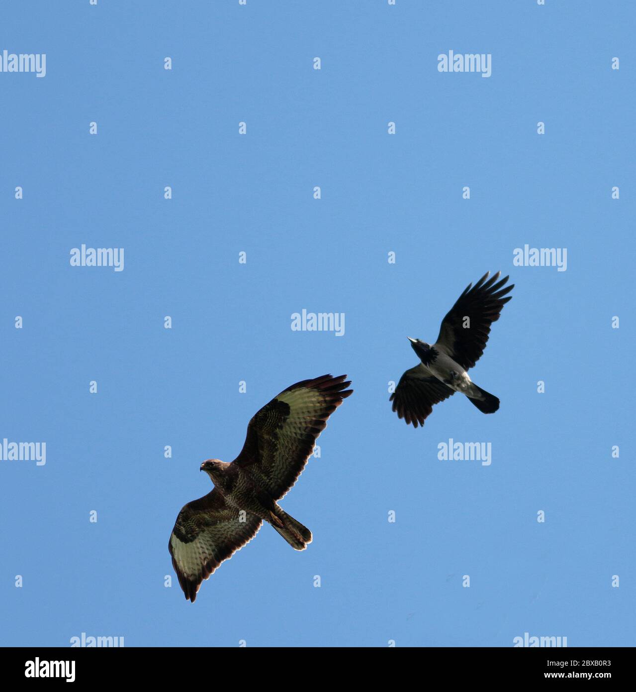 Bird mobbed by birds hi-res stock photography and images - Alamy