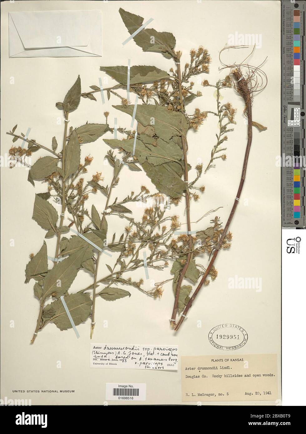 Symphyotrichum drummondii Lindl GL Nesom Symphyotrichum drummondii ...