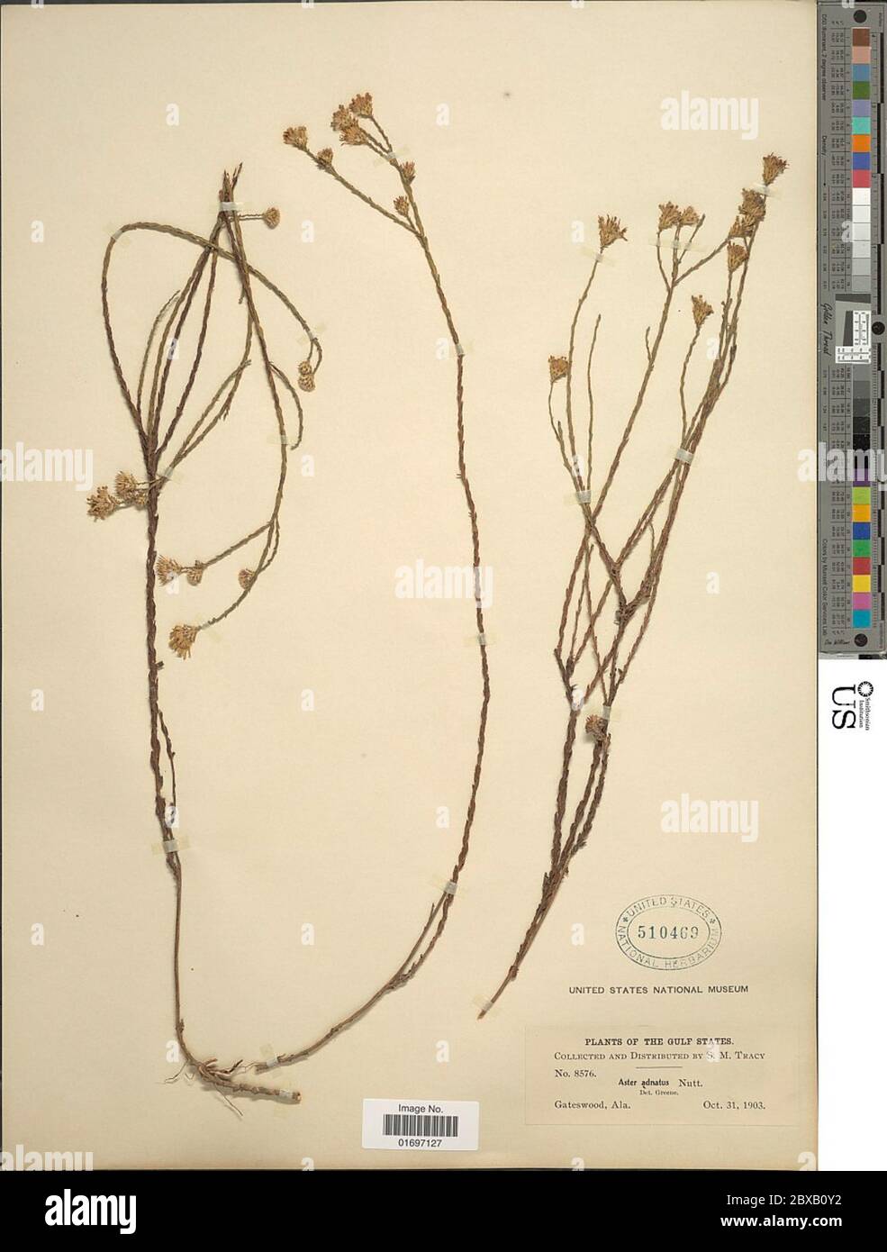 Symphyotrichum adnatus Nutt GL Nesom Symphyotrichum adnatus Nutt GL ...