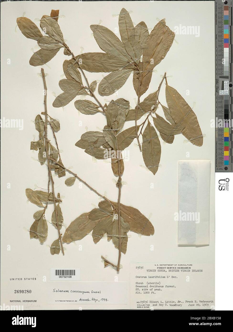 Solanum conocarpum Dunal Solanum conocarpum Dunal Stock Photo - Alamy