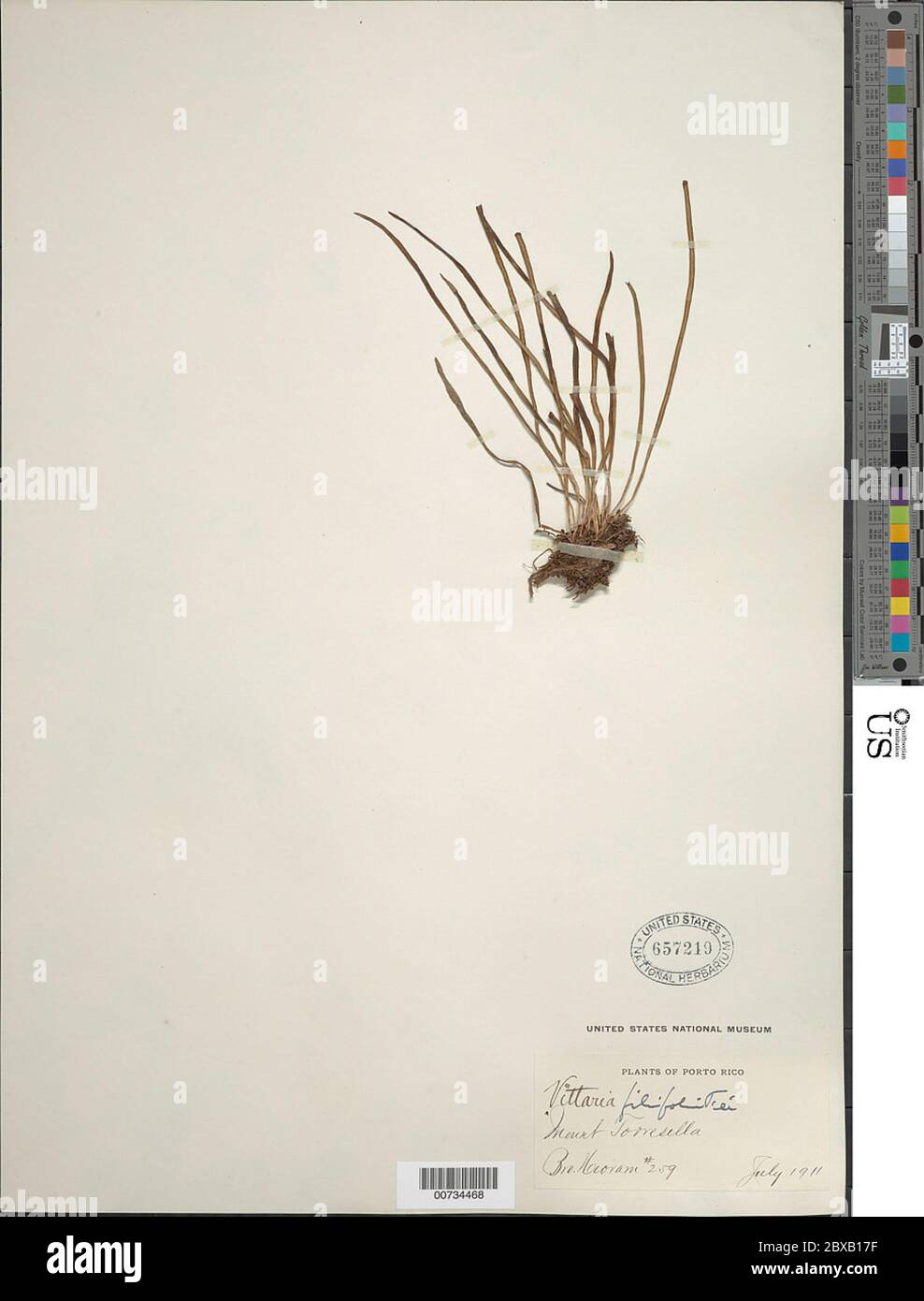 Vittaria High Resolution Stock Photography and Images - Alamy