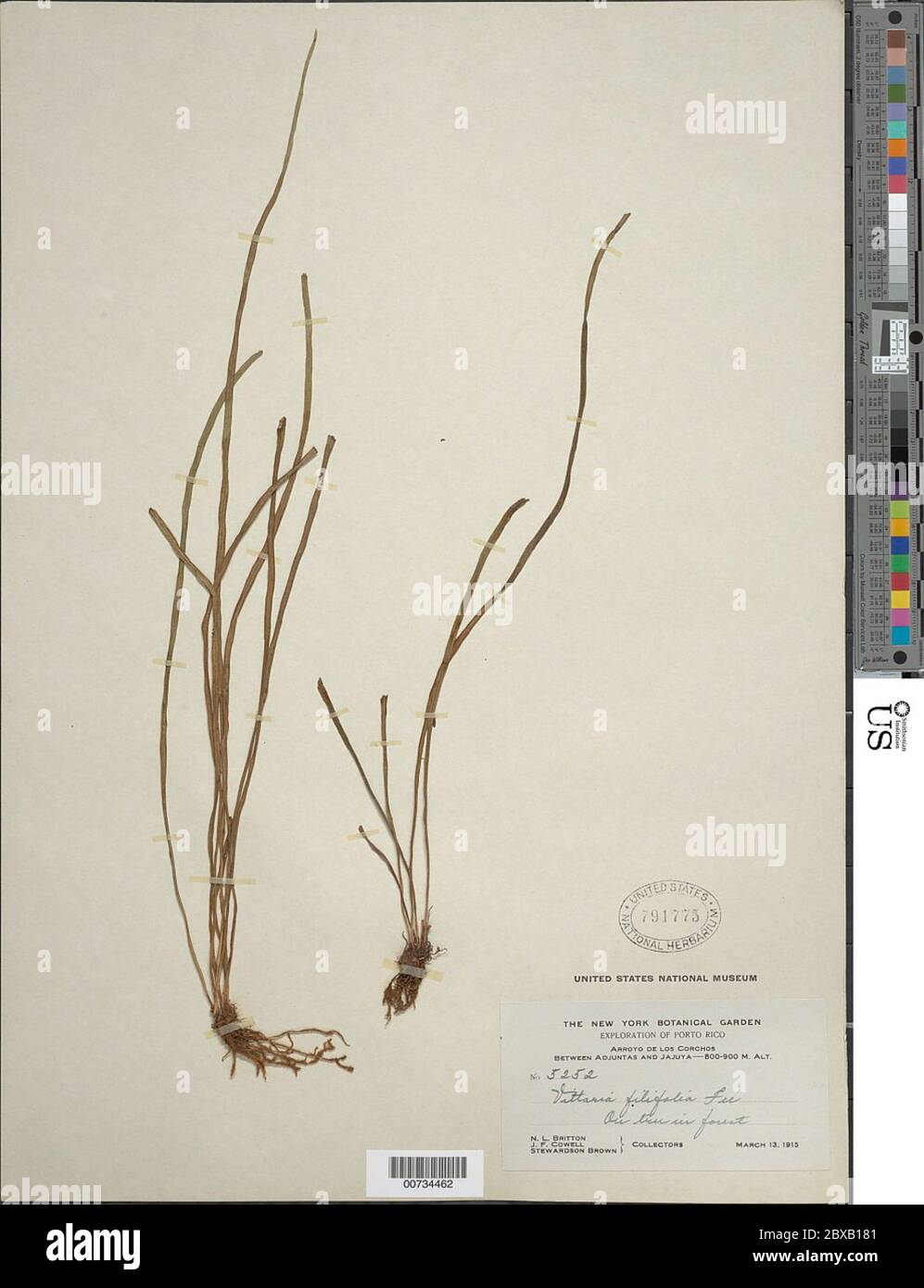 Vittaria High Resolution Stock Photography and Images - Alamy