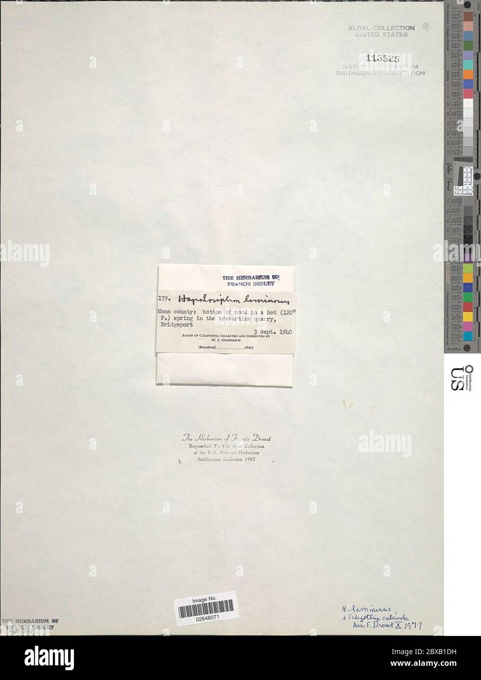 Stigonema hi-res stock photography and images - Alamy