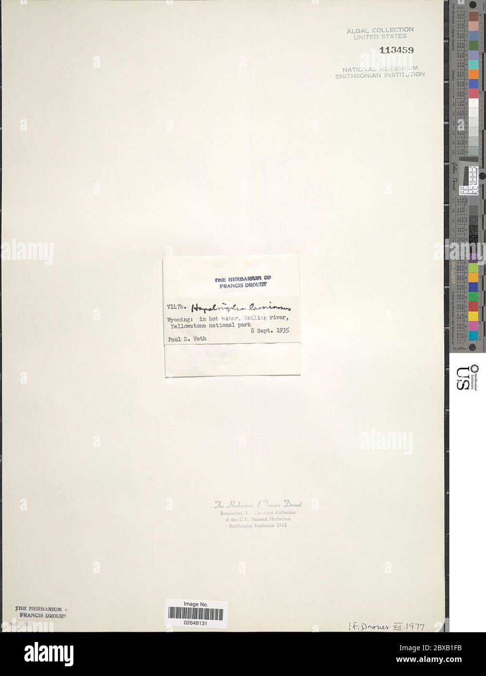 Stigonema muscicola Stigonema muscicola Stock Photo - Alamy