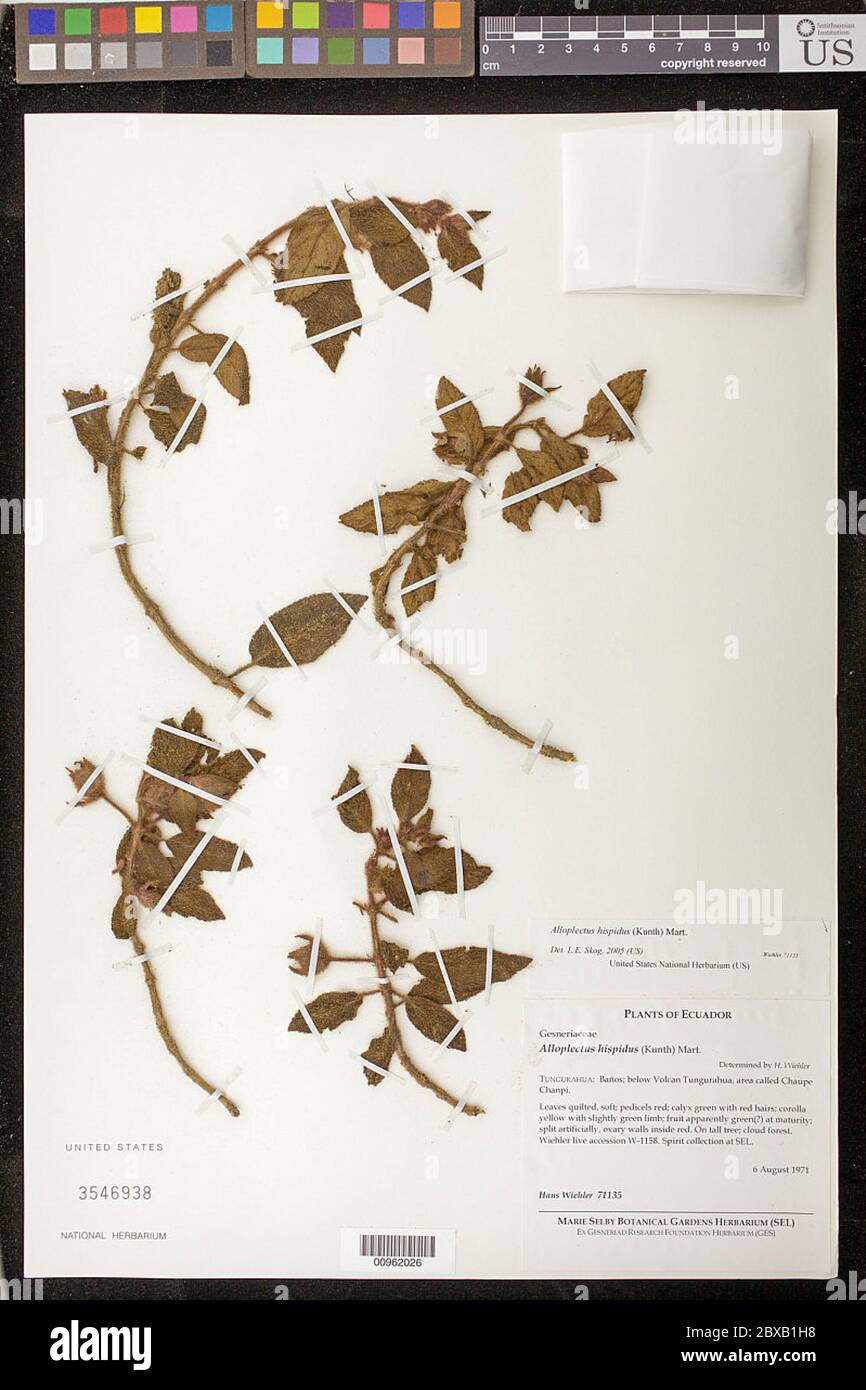 Alloplectus hi-res stock photography and images - Alamy