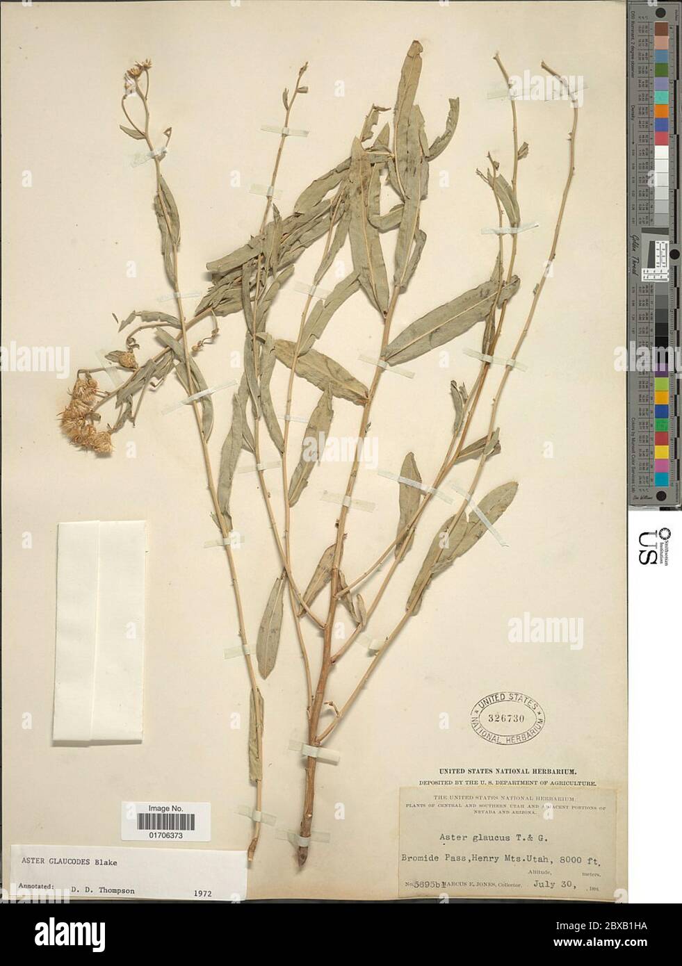 Eurybia glauca Nutt GL Nesom Eurybia glauca Nutt GL Nesom Stock Photo ...