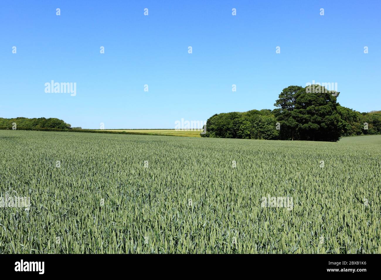 Green wheat fields and trees under a clear blue sky on the Yorkshire ...