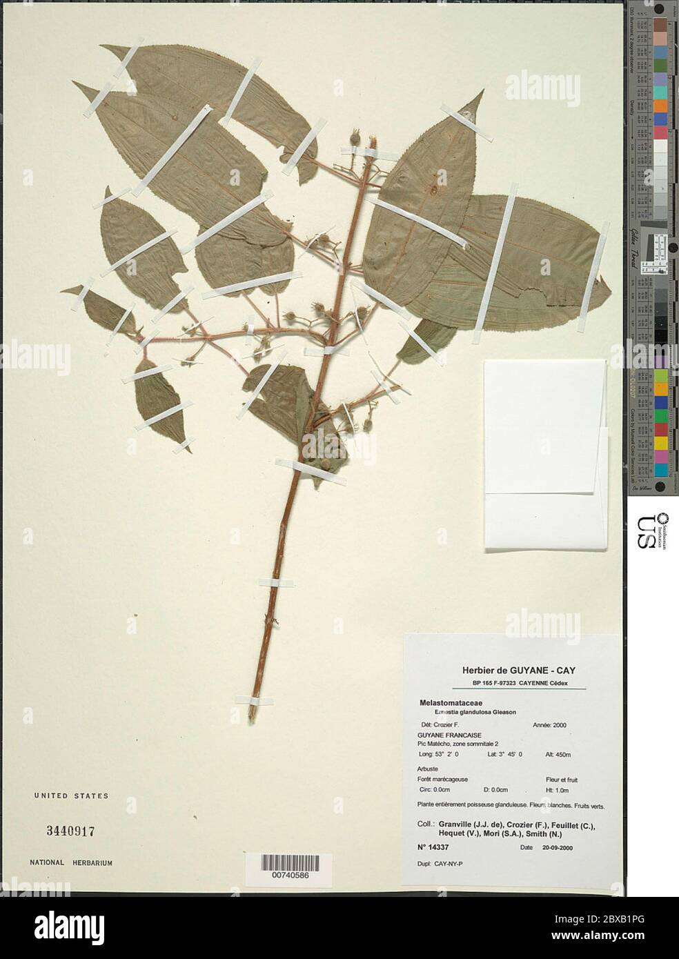 Ernestia glandulosa Gleason Ernestia glandulosa Gleason Stock Photo - Alamy