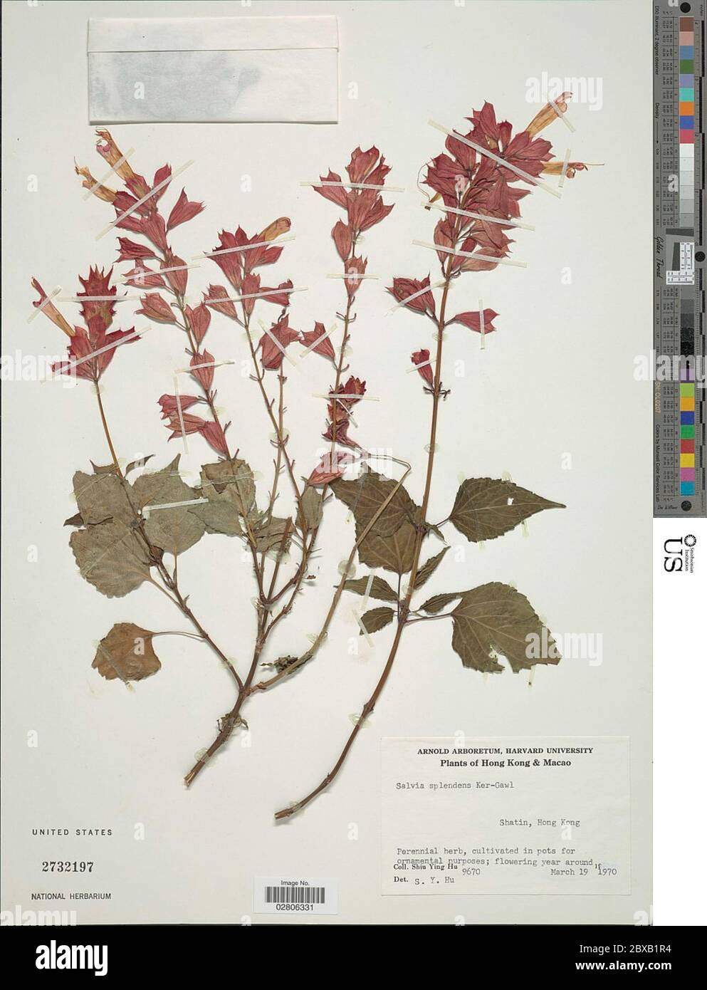 Sellow hi-res stock photography and images - Alamy