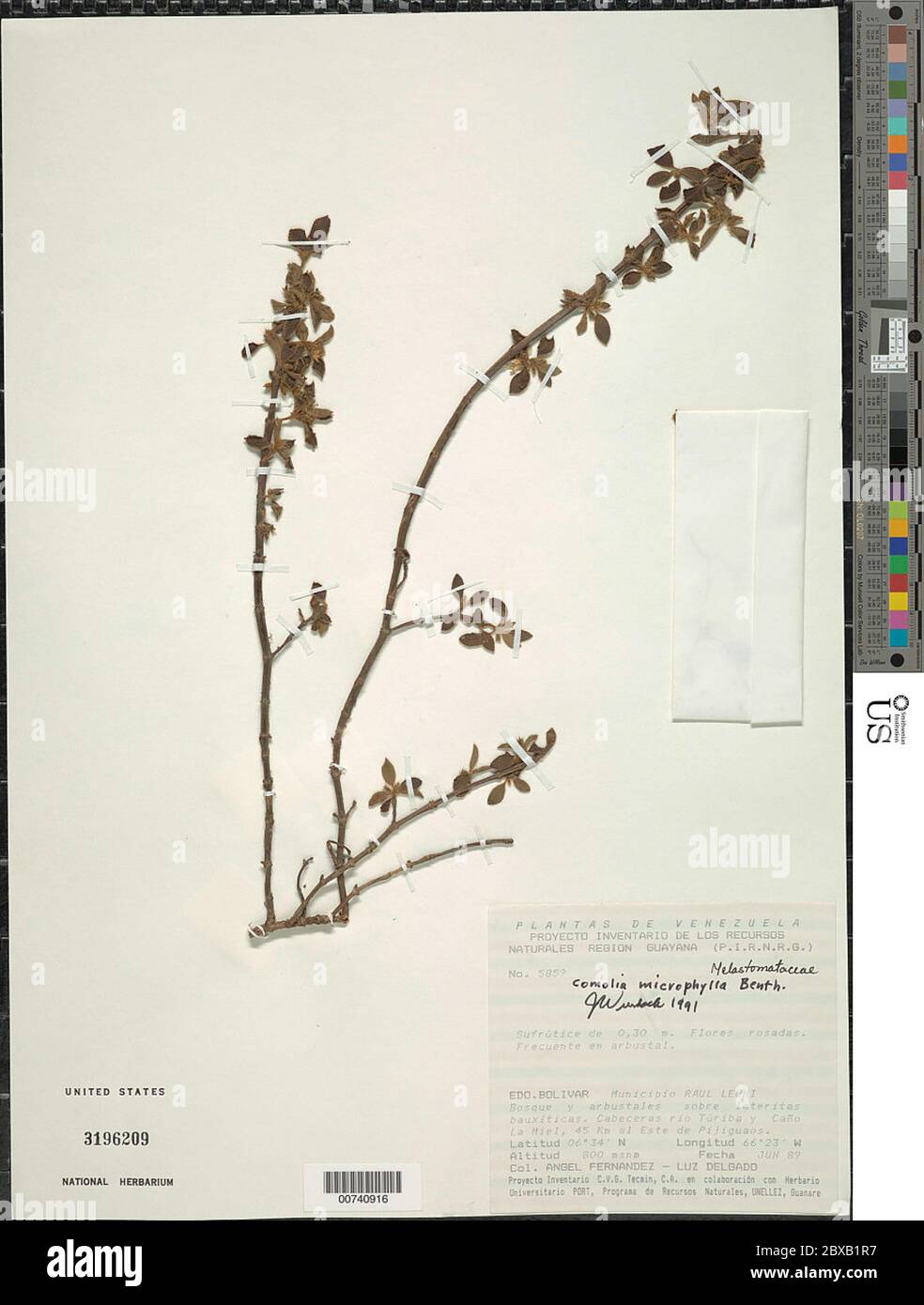 Comolia microphylla Benth Comolia microphylla Benth Stock Photo - Alamy
