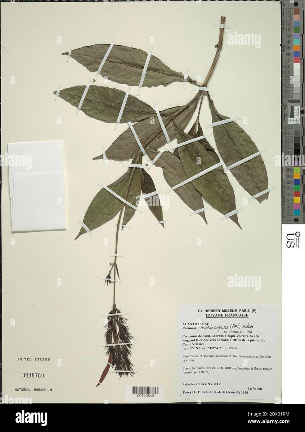 Ruellia sp Ruellia sp Stock Photo - Alamy