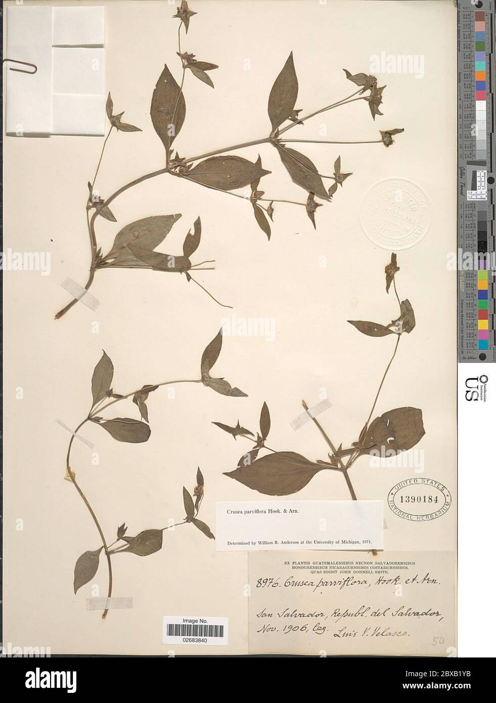 Crusea parviflora Hook Arn Crusea parviflora Hook Arn Stock Photo - Alamy