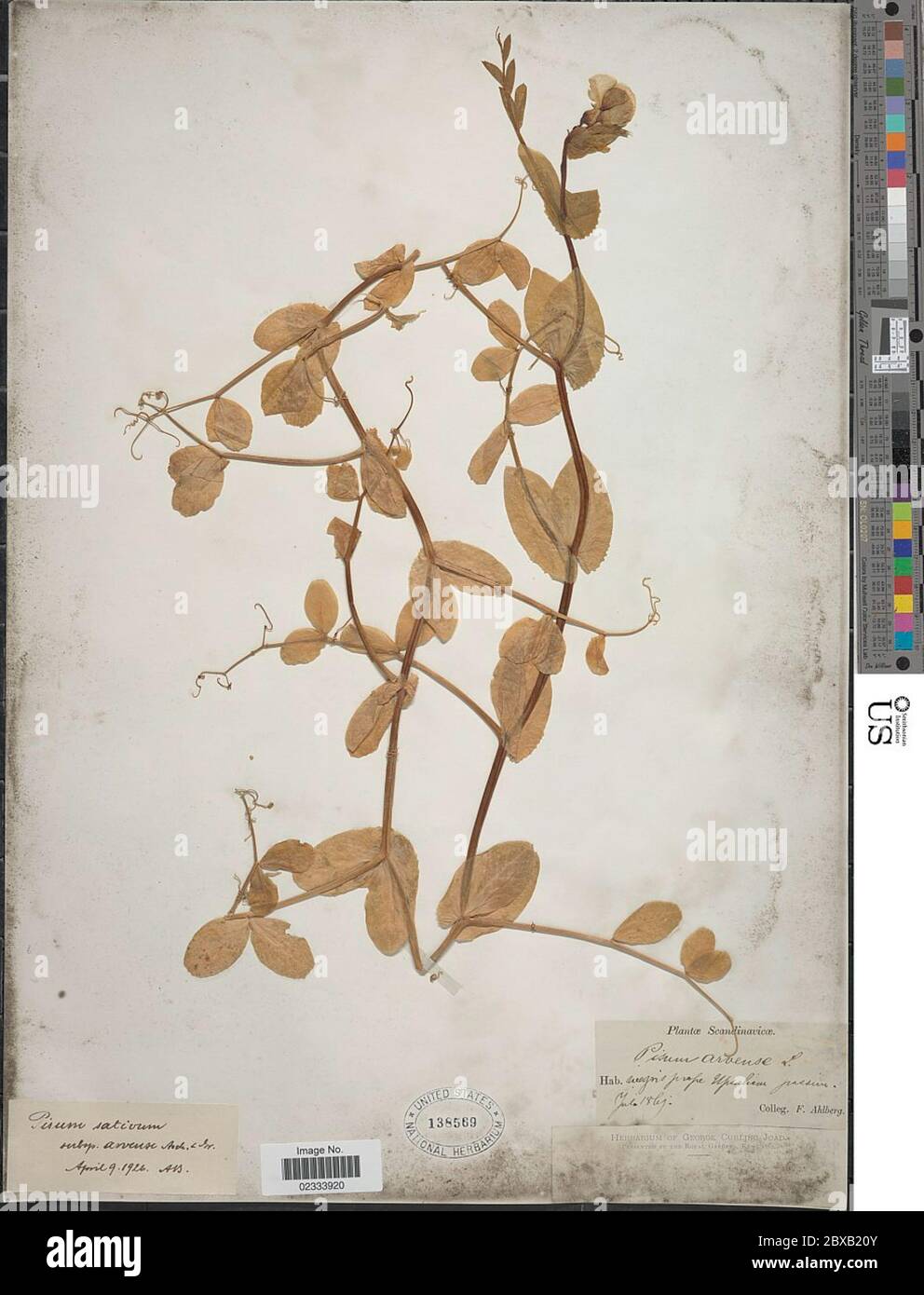 Pisum sativum L Pisum sativum L Stock Photo - Alamy