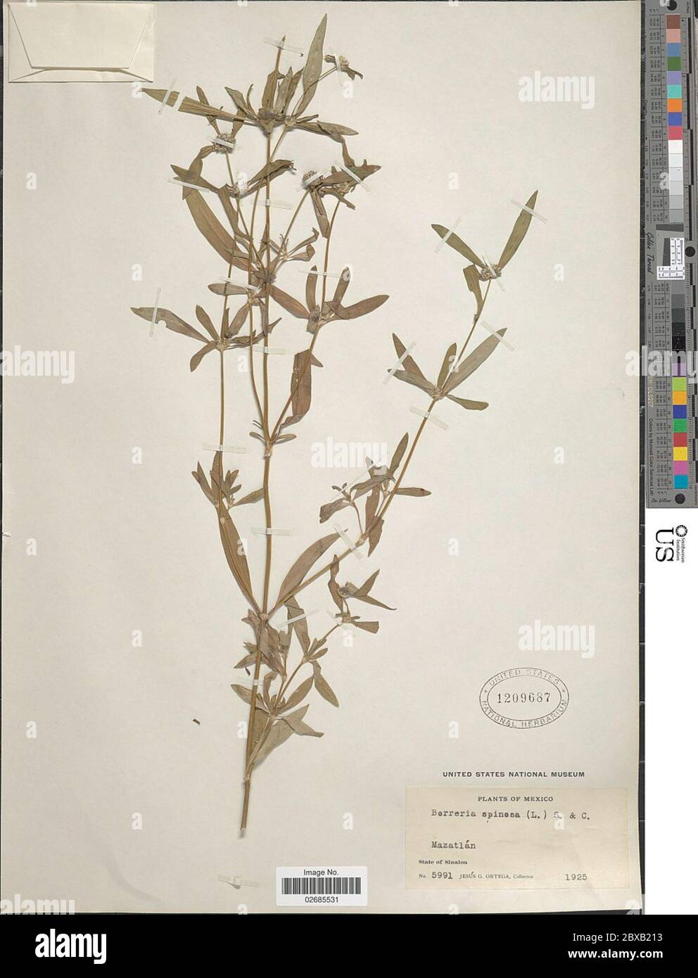 Borreria densiflora Borreria densiflora Stock Photo - Alamy