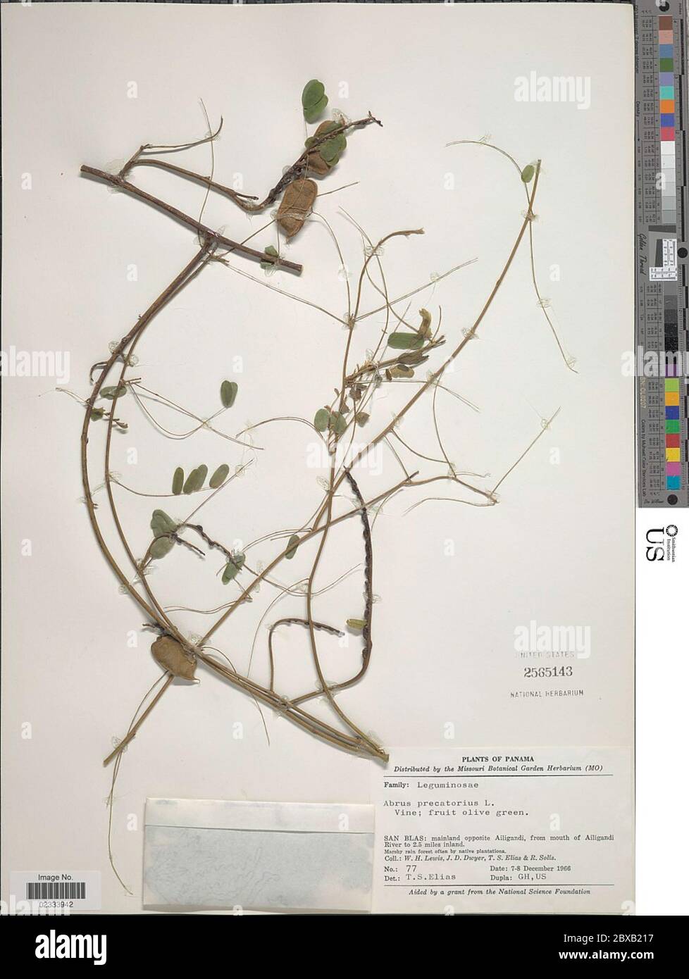 Abrus precatorius L Abrus precatorius L Stock Photo - Alamy