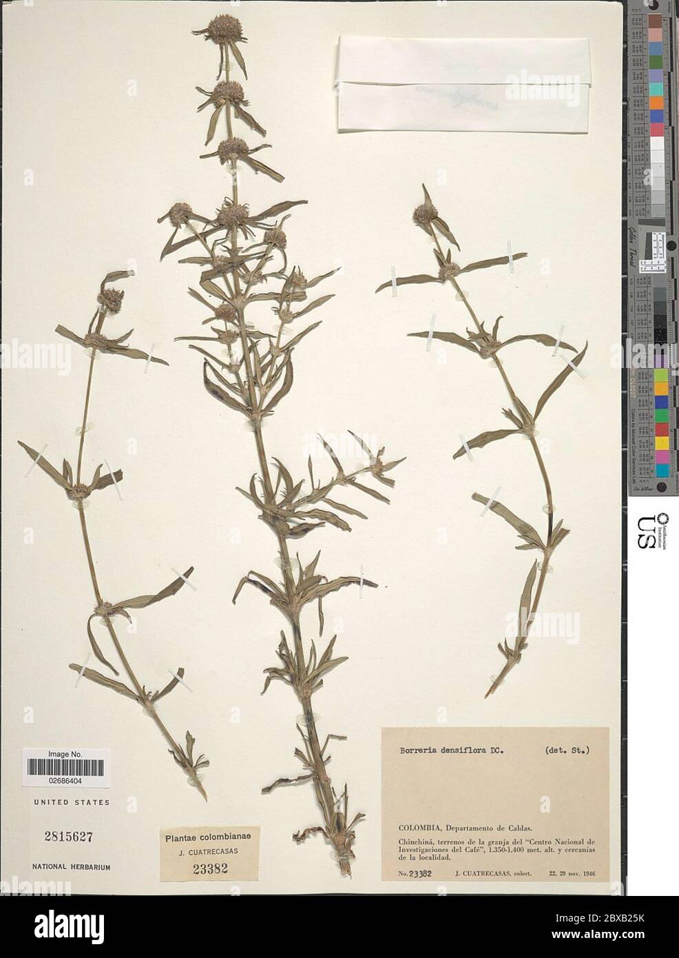 Borreria densiflora Borreria densiflora Stock Photo - Alamy