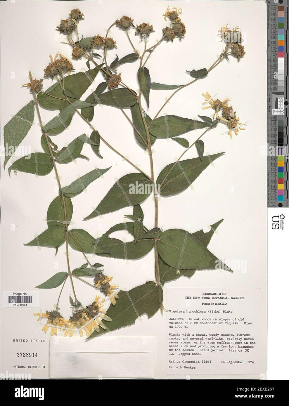 Viguiera hi-res stock photography and images - Alamy