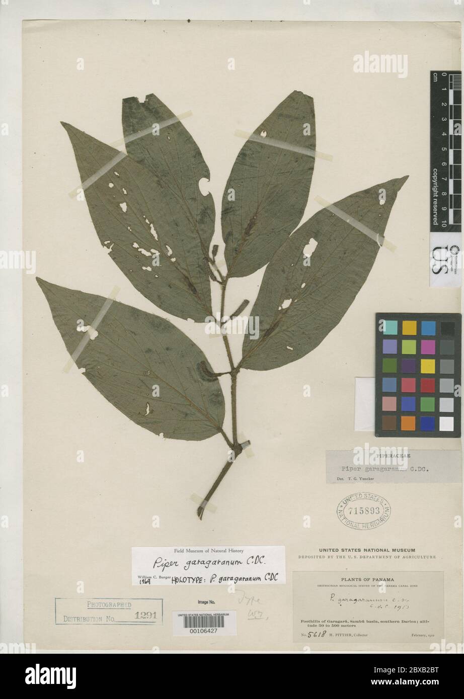 Piper garagaranum C DC Piper garagaranum C DC Stock Photo - Alamy
