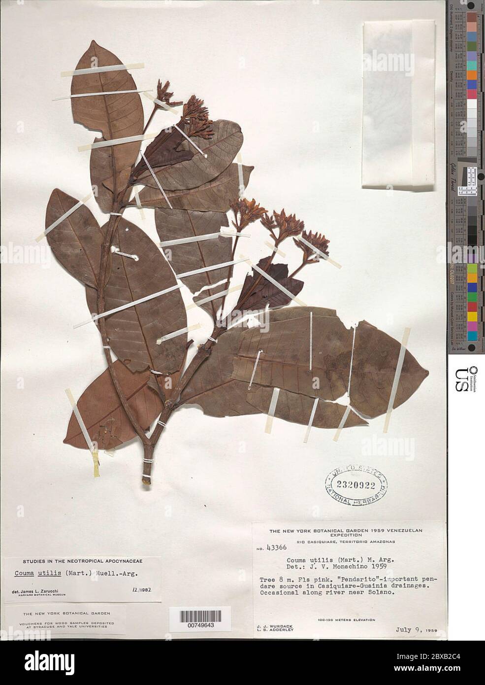 Couma utilis Couma utilis Stock Photo - Alamy