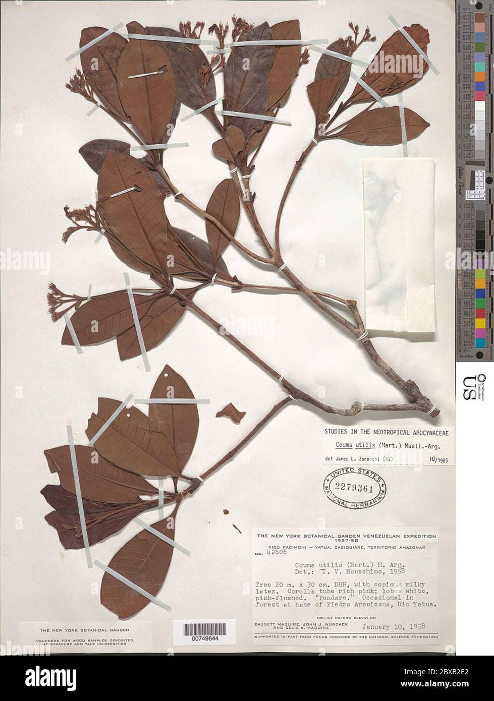 Couma utilis Couma utilis Stock Photo - Alamy