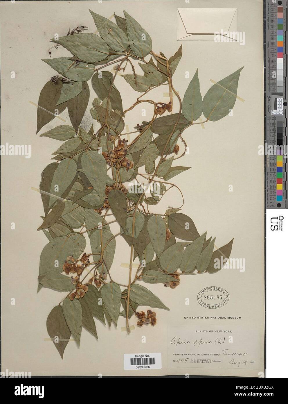 Apios americana hi-res stock photography and images - Alamy